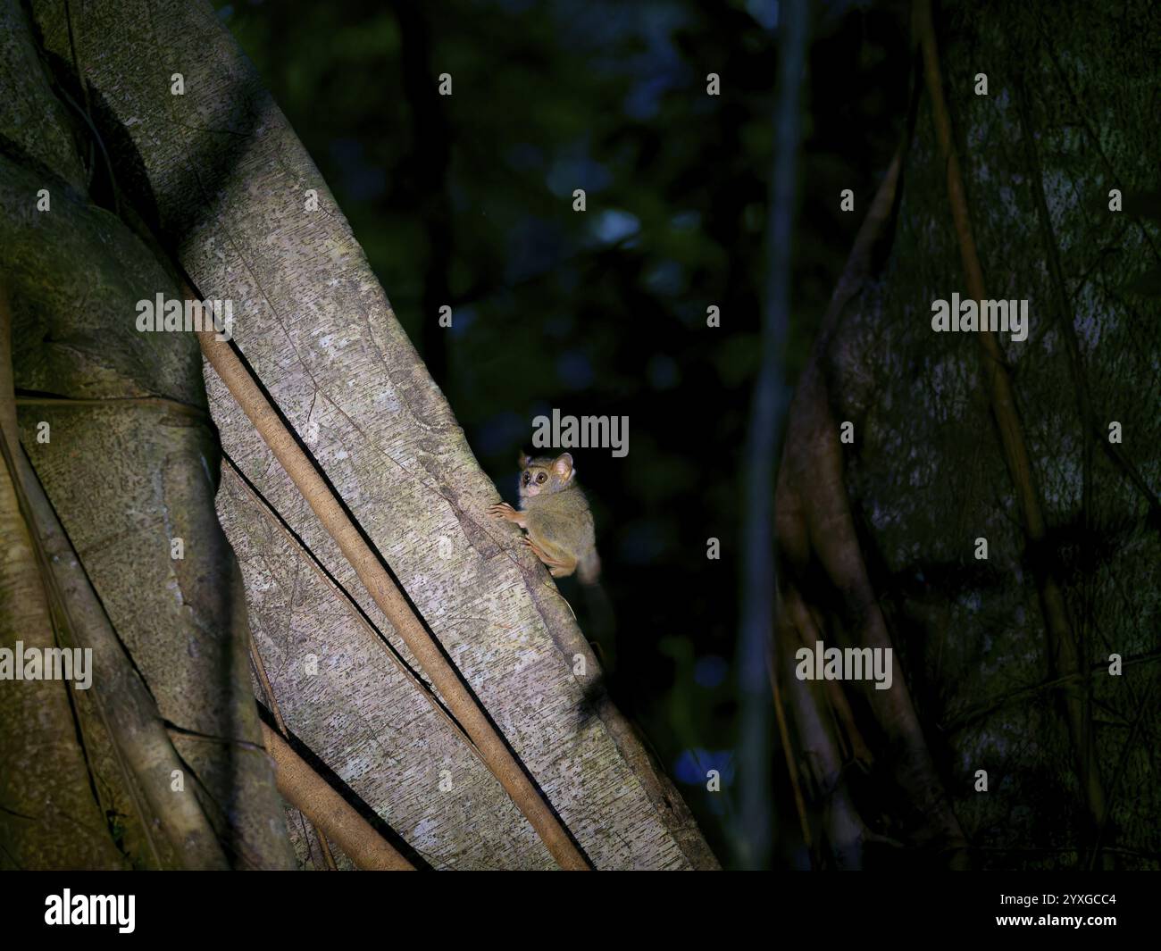Tarsier (Tarsiidae) small animal with large eyes on a tree in the ...