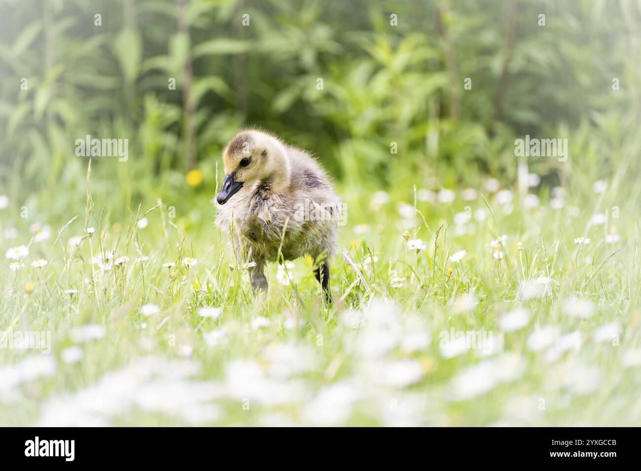 Bird with blurred green background hi-res stock photography and images ...