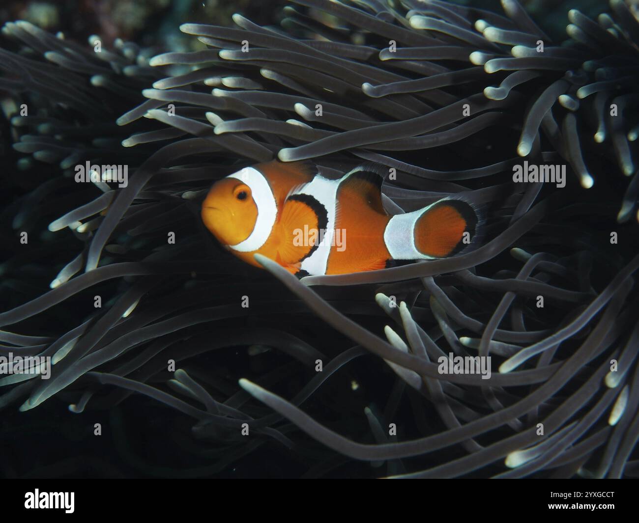 An Ocellaris Clownfish (Amphiprion ocellaris), Nemo, hiding in a dark ...