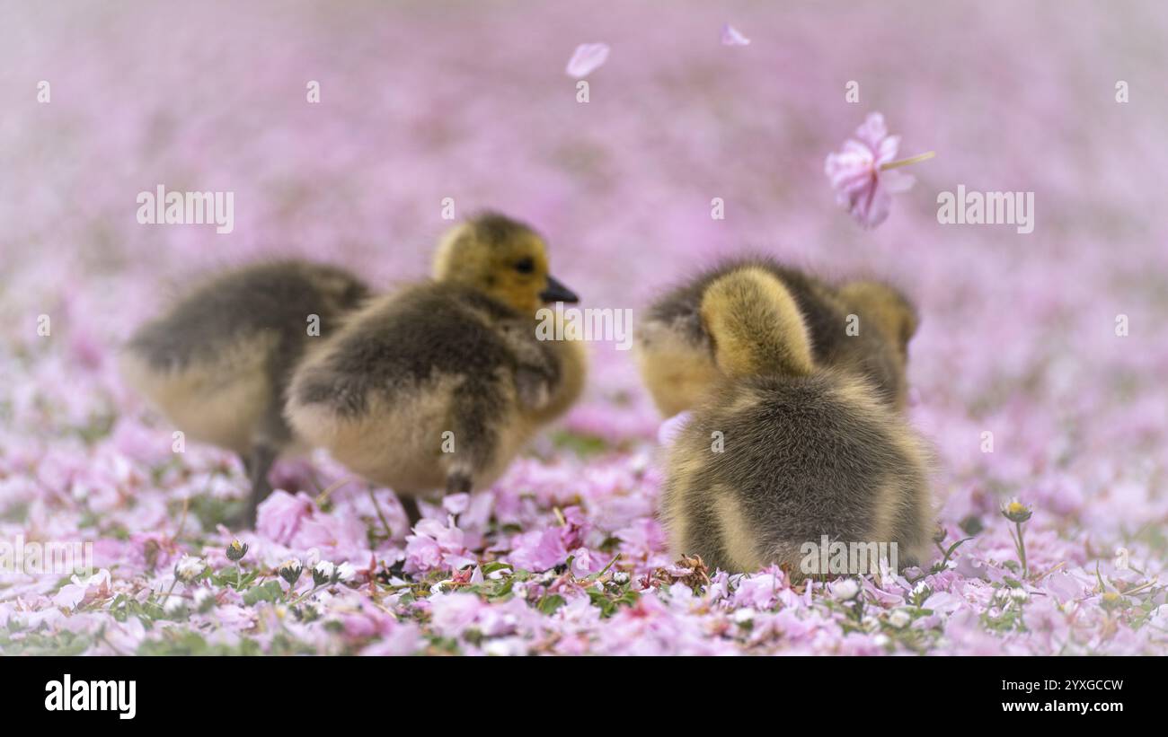Canada goose chicks (Branta canadensis) four running through a meadow ...