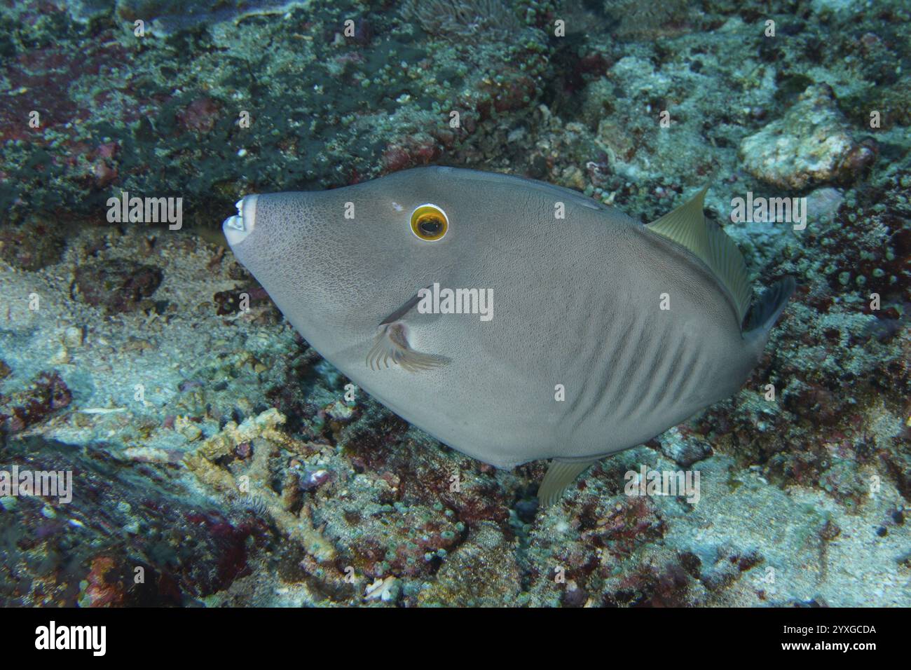 A grey fish with expressive facial expressions, yellowtail filefish ...