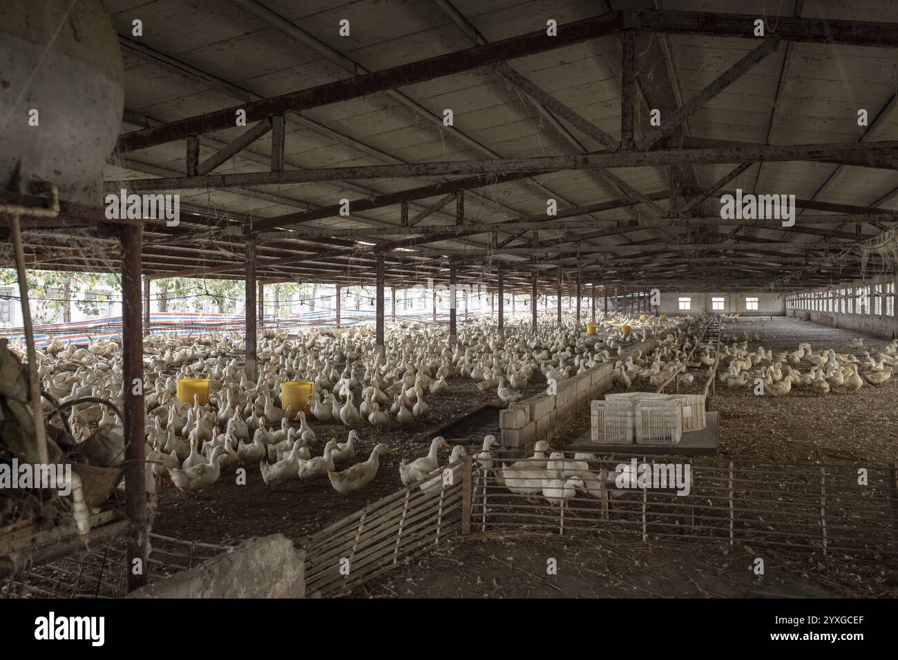 Ducks ready for slaughter, Jiang Su Salted Duck Farming Co. Ltd, Xiang ...