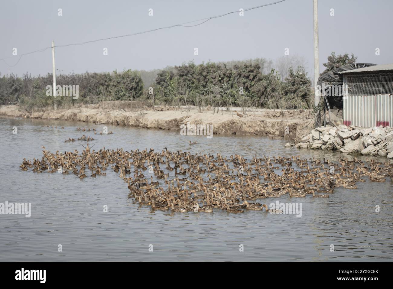 Duck farm on a canal in Xiang Shui County, China, Asia Stock Photo - Alamy