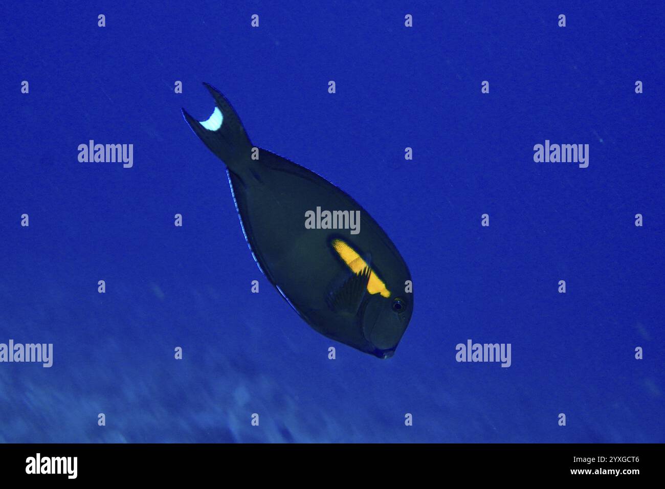 Orange-spotted surgeonfish (Acanthurus olivaceus) with a bright orange ...