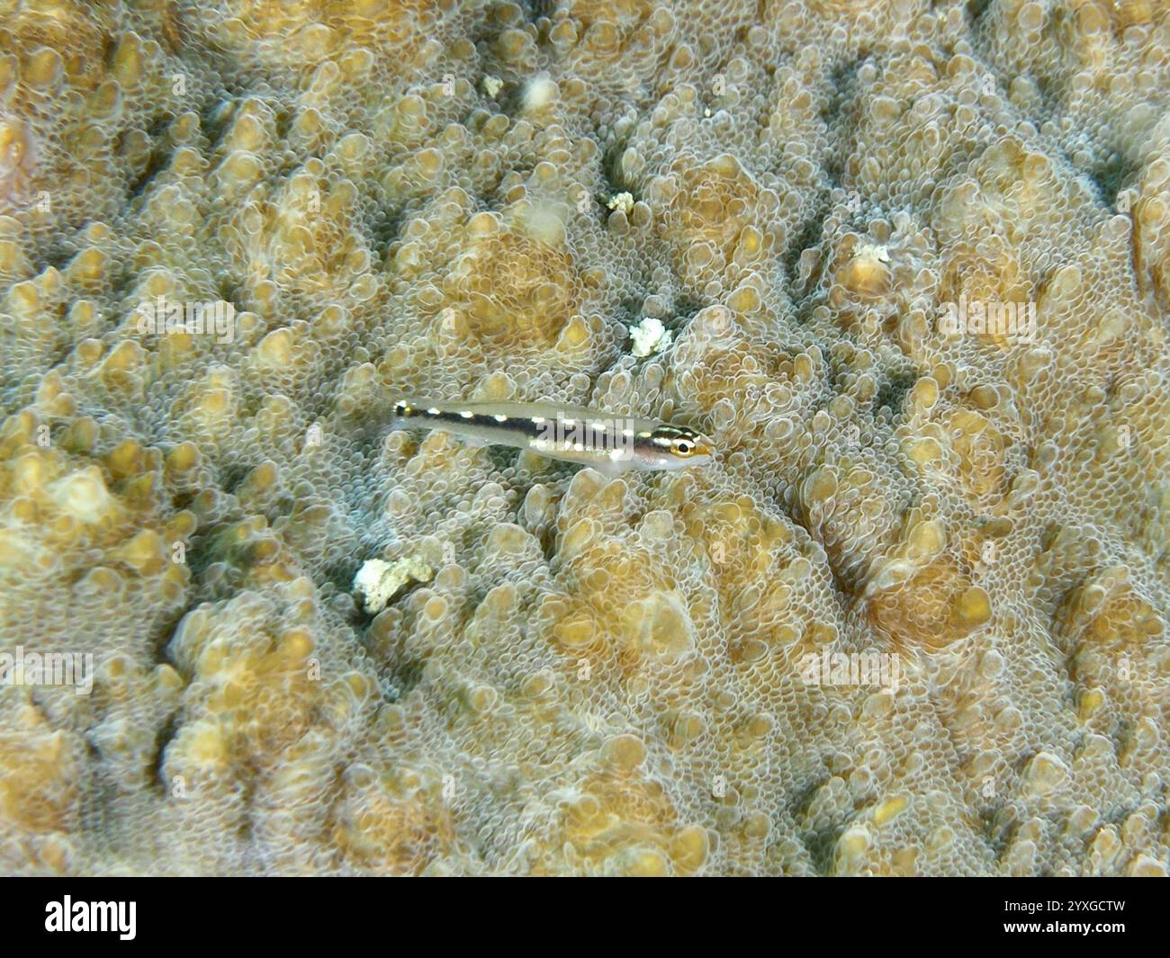 A small fish, yellow spotted dwarf goby (Eviota sebreei) on a stony ...