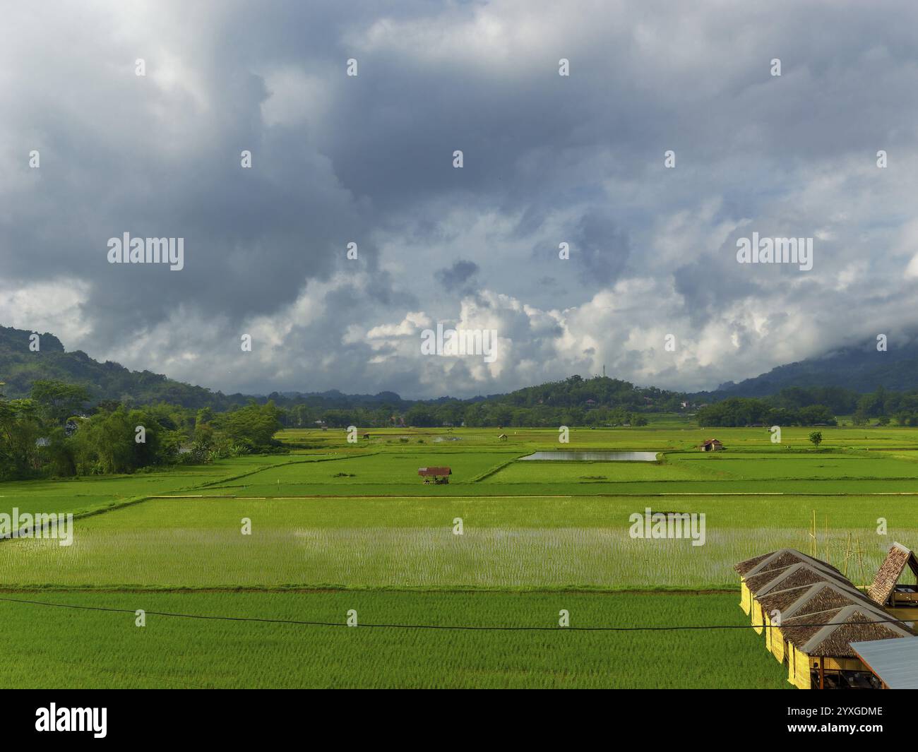 Landscape with green rice paddies, Tana Toraja, Rantepao, Sulawesi ...