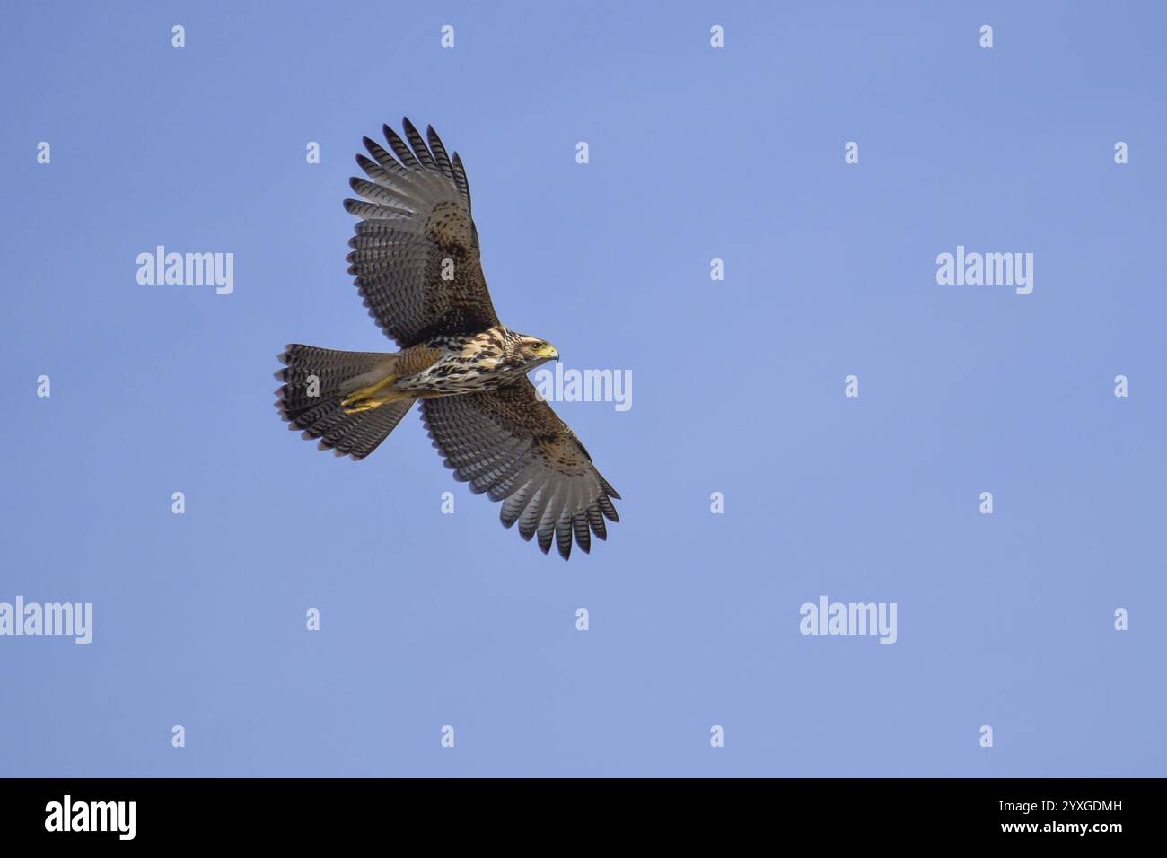Desert Buzzard (Parabuteo unicinctus) in flight, Buenos Aires ...