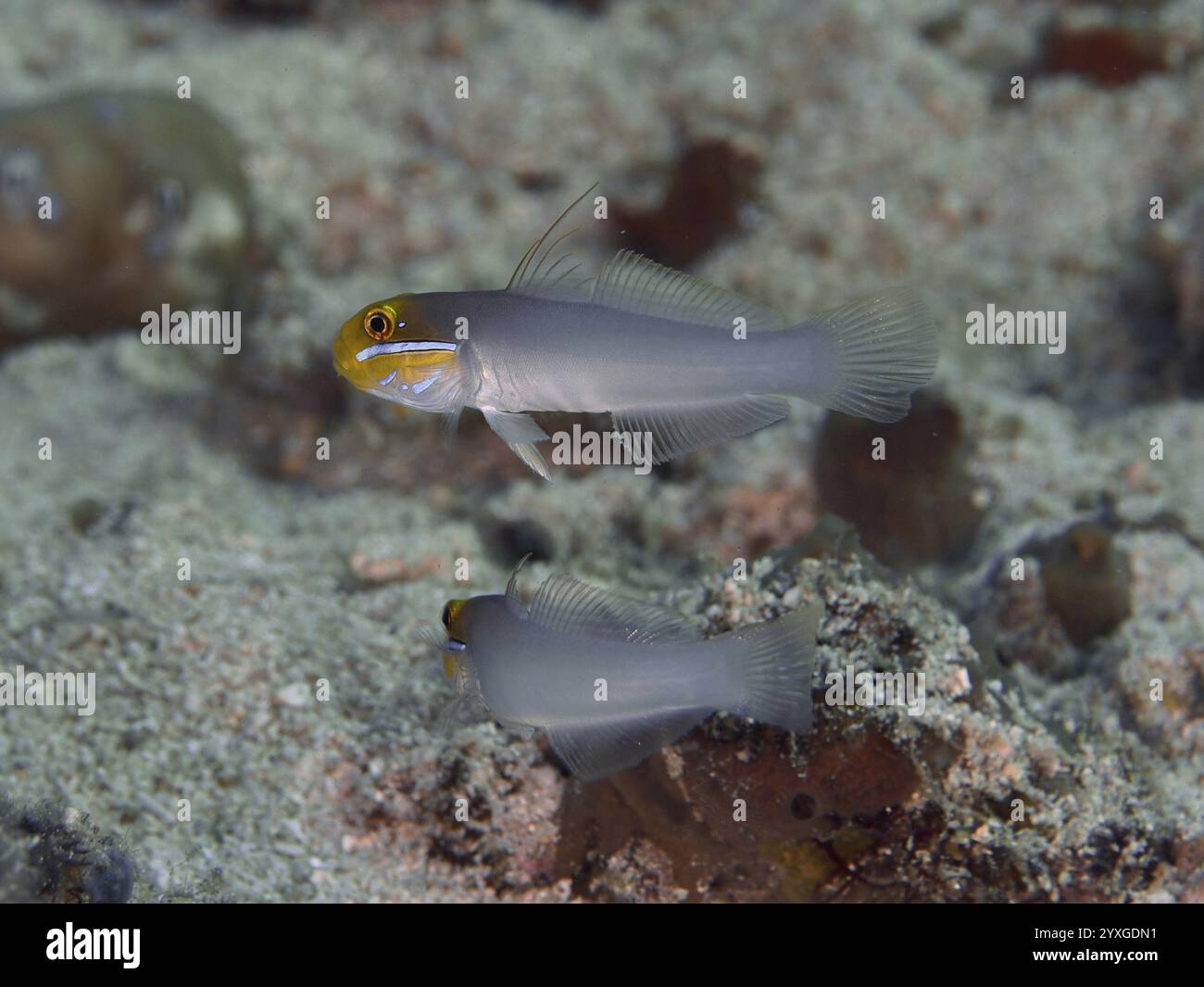 Two small fish, golden-fronted sleeper goby (Valenciennea strigata ...