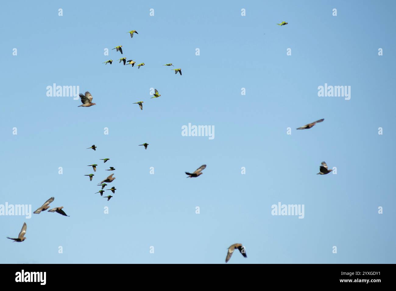 Groups of monk parakeets (Myiopsitta monachus), brown-eared parakeets ...