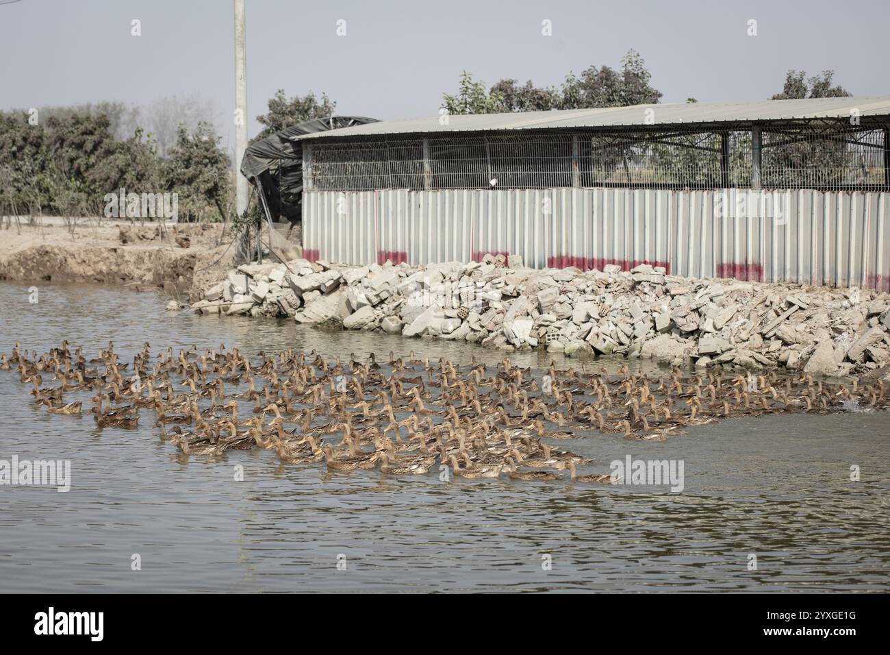 Duck farm on a canal in Xiang Shui County, China, Asia Stock Photo - Alamy