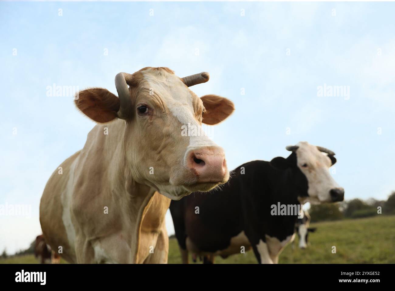 Beautiful cows hi-res stock photography and images - Alamy
