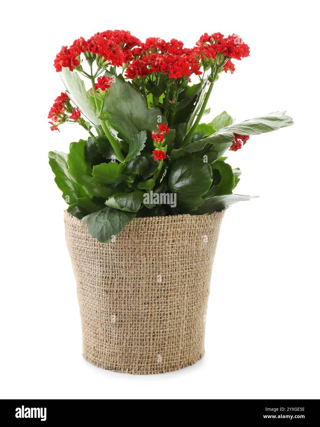 Beautiful red kalanchoe flower in pot isolated on white Stock Photo - Alamy