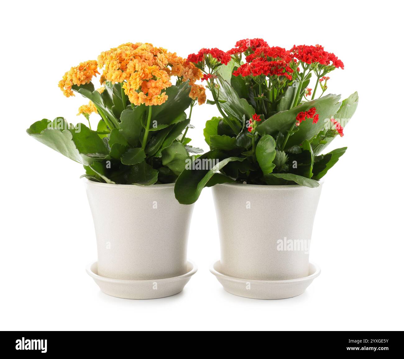 Different beautiful kalanchoe flowers in pots isolated on white Stock ...