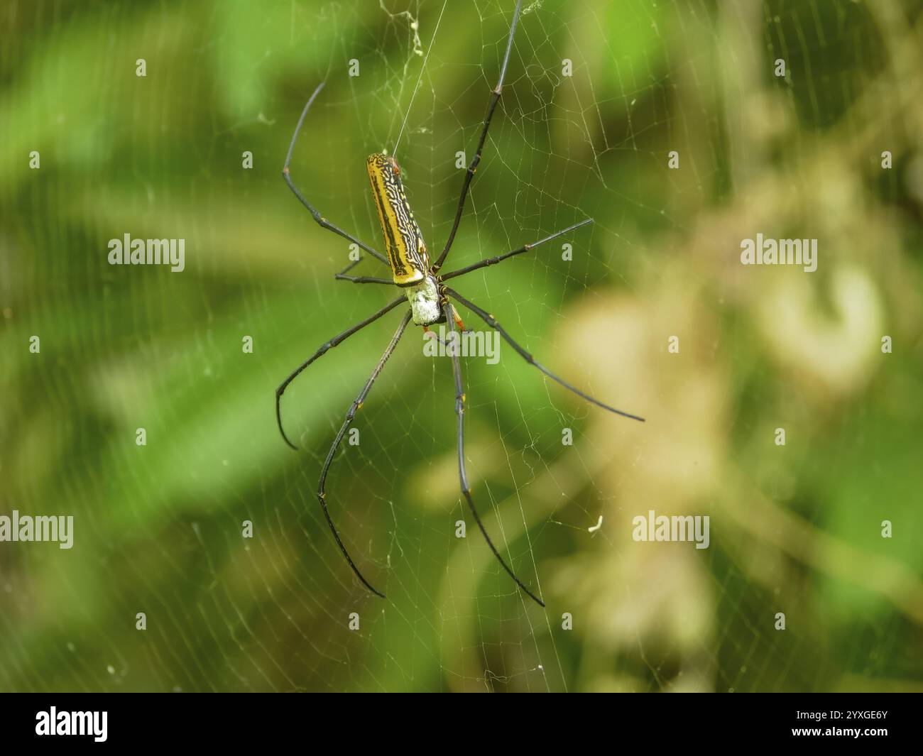 Large spider, silk spider (Nephila Pilipes) in a web, Sulawesi ...