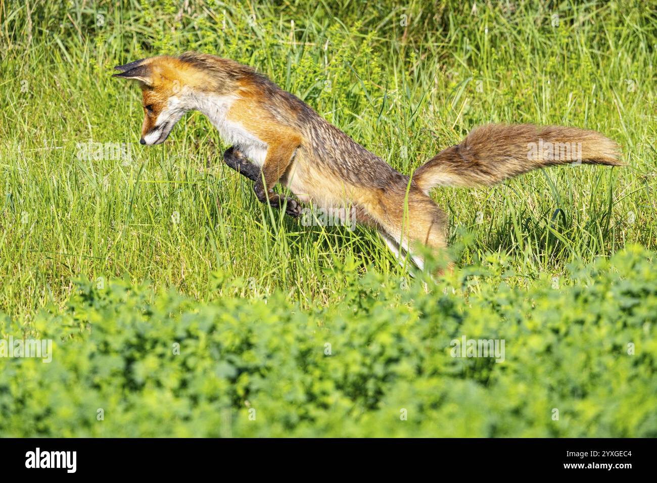 Fox (Vulpes vulpes) fawn hunting mice Germany Stock Photo - Alamy