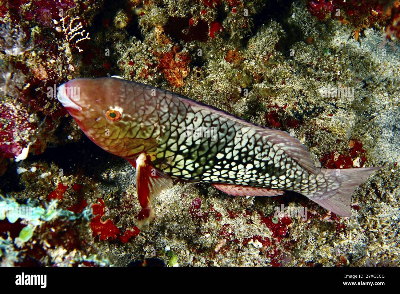A brightly coloured fish with scaly patterns, nose hump parrotfish ...