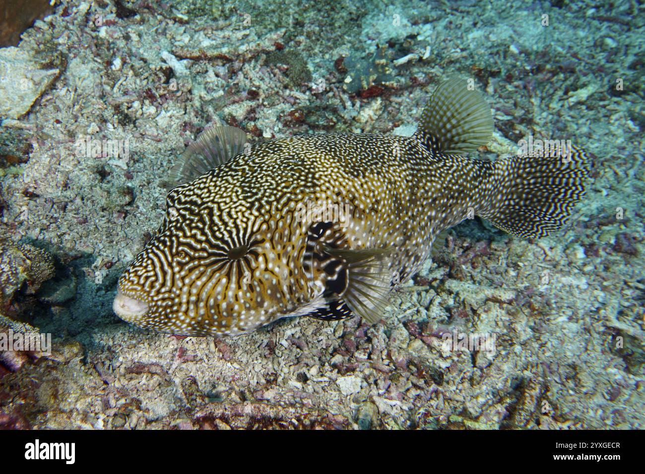 A map pufferfish (Arothron mappa) with iridescent pattern resting on ...