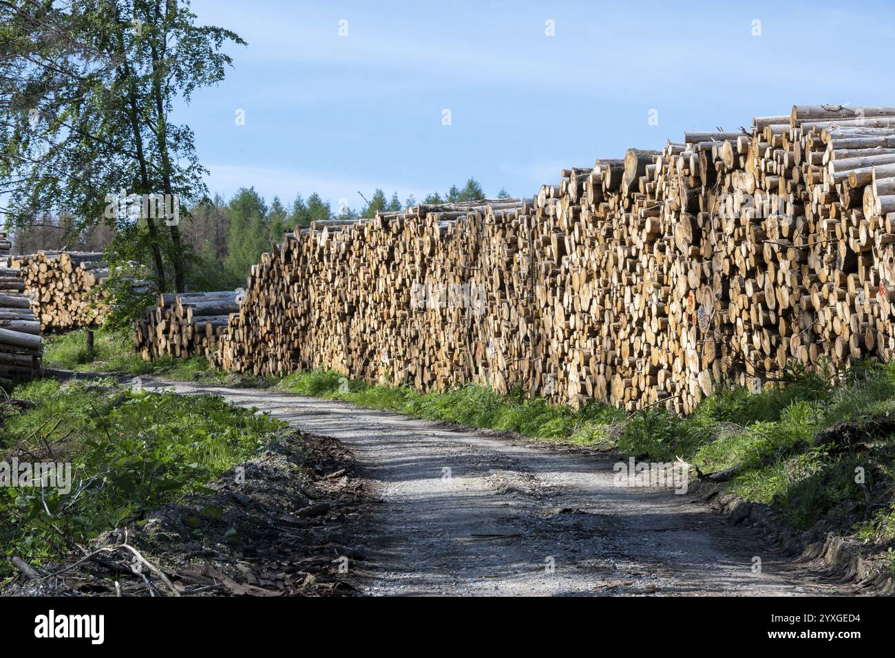 Stack of sawn spruce wood Stock Photo - Alamy