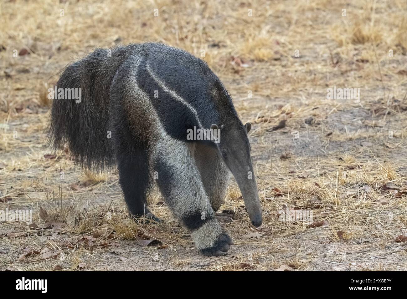 Giant anteater (Myrmecophaga tridactyla), at dusk, in front of sunrise ...