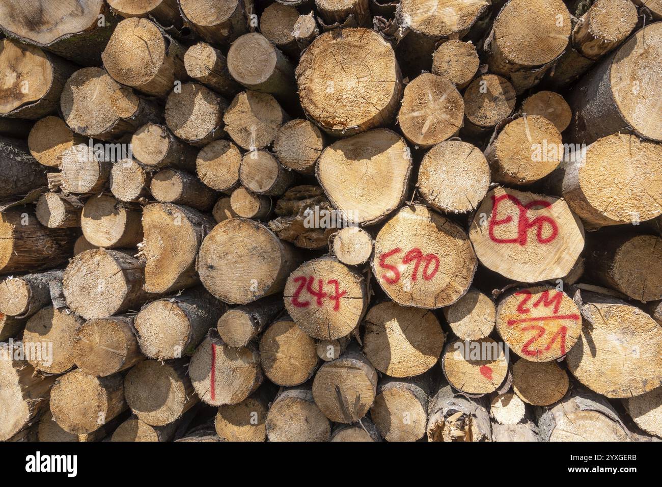 Stack of sawn spruce wood Stock Photo - Alamy