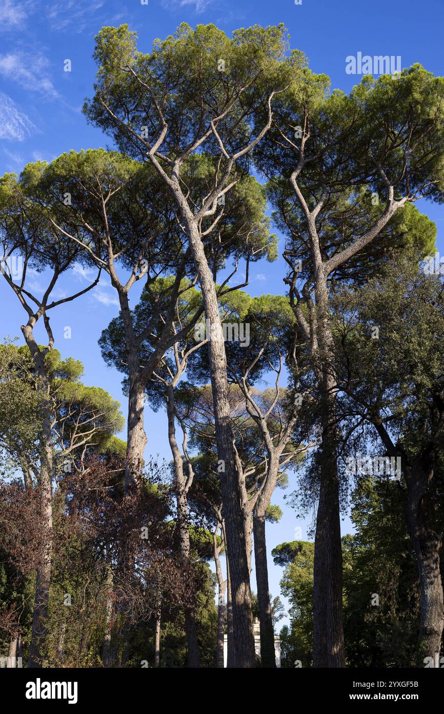 Italian Mediterranean pine trees, Rome, Italy, Europe Stock Photo - Alamy