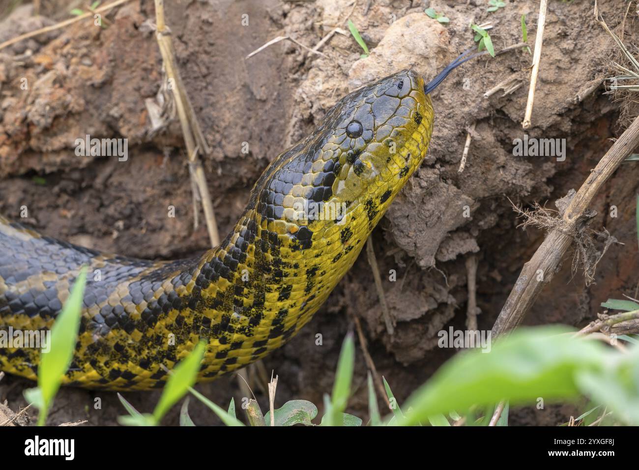 Yellow anaconda (Eunectes notaeus), also known as Paraguay anaconda or ...