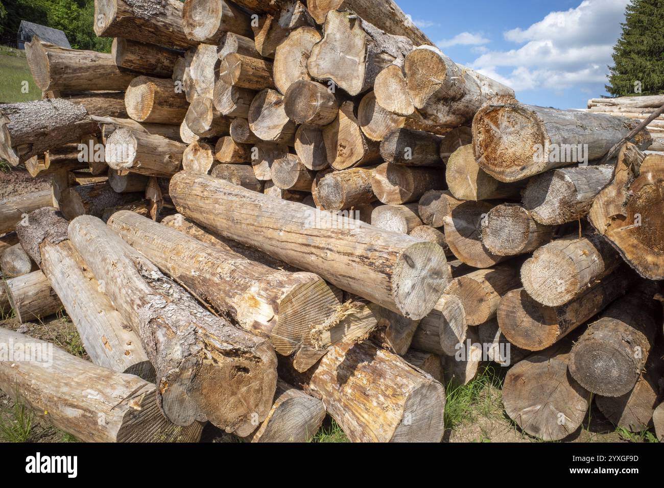 Stack of sawn spruce wood Stock Photo - Alamy