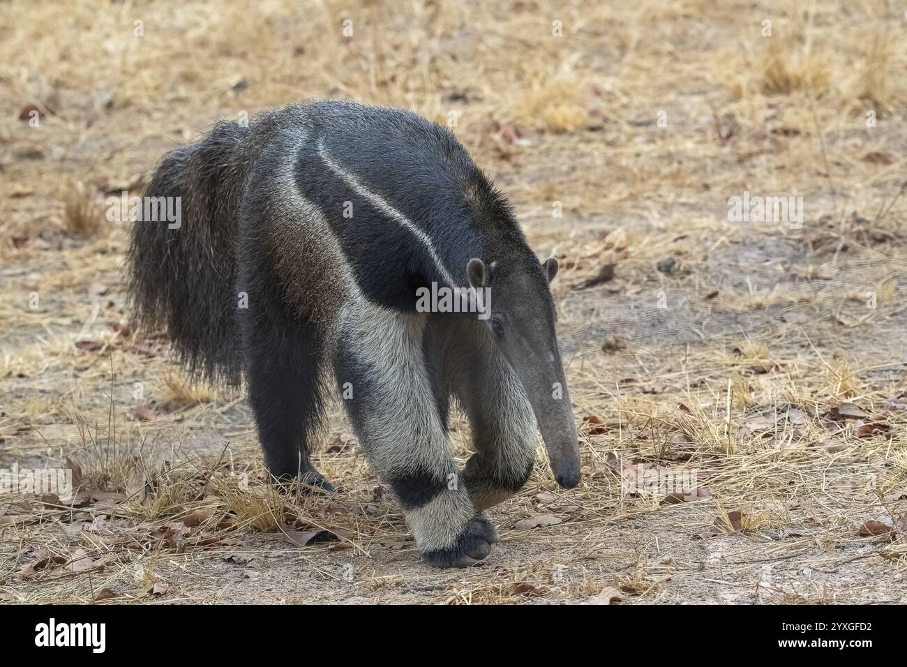 Giant anteater (Myrmecophaga tridactyla), at dusk, in front of sunrise ...