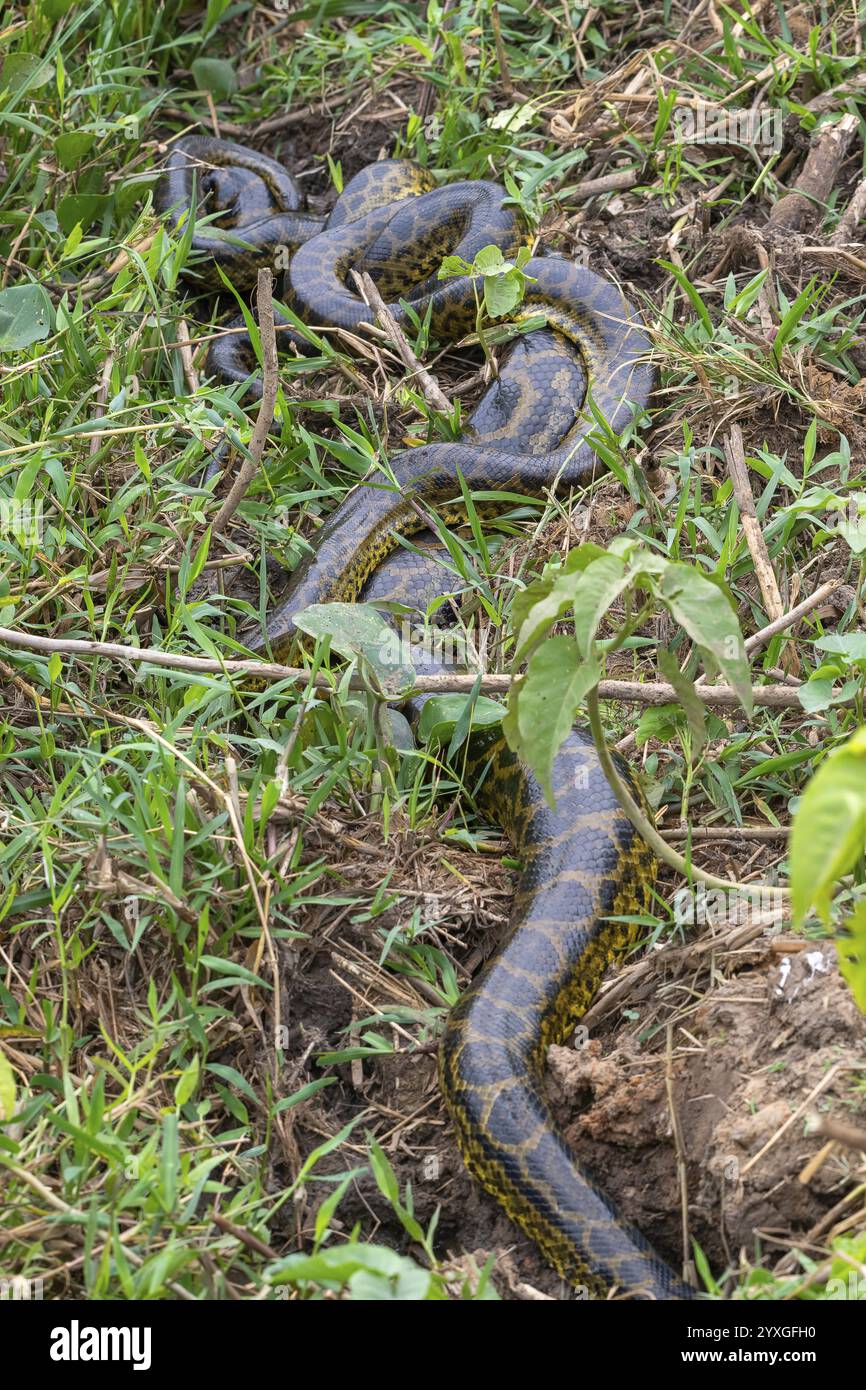 Yellow anaconda (Eunectes notaeus), also known as Paraguay anaconda or ...