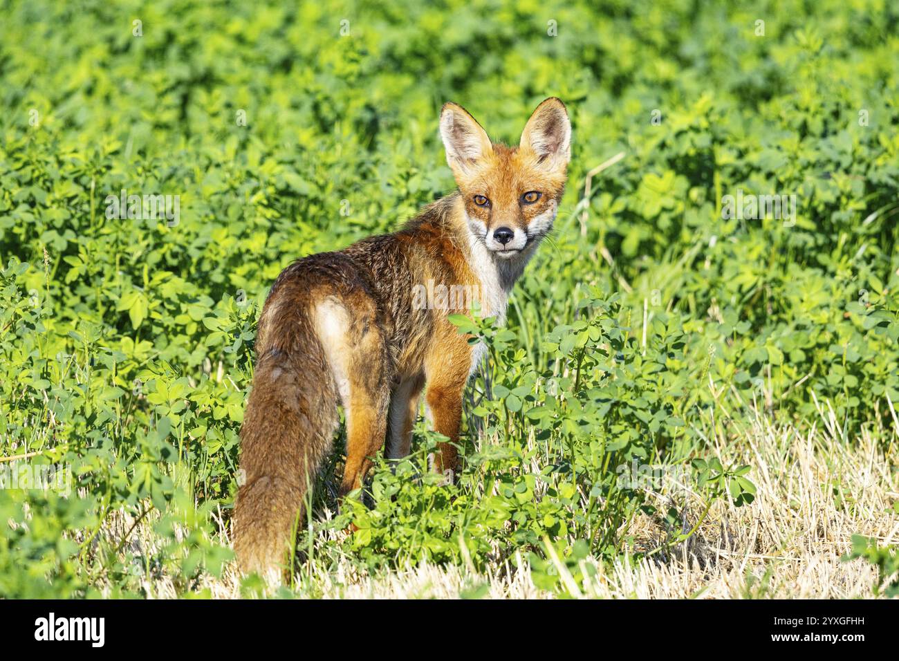 Fox (Vulpes vulpes) fawn hunting mice Germany Stock Photo - Alamy