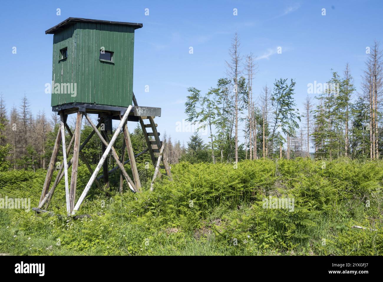 Wooden ladder stand for hunting in the forest Stock Photo - Alamy
