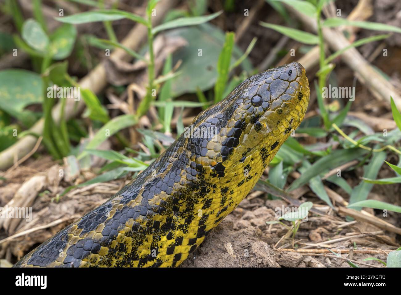 Yellow anaconda (Eunectes notaeus), also known as Paraguay anaconda or ...