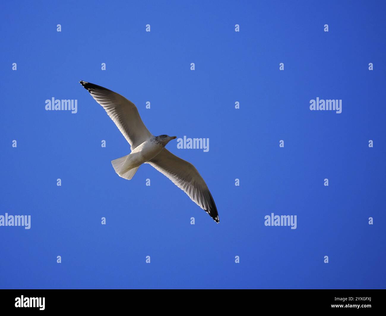 Flying gull (Larinae), Brouwersdam, province of South Holland ...