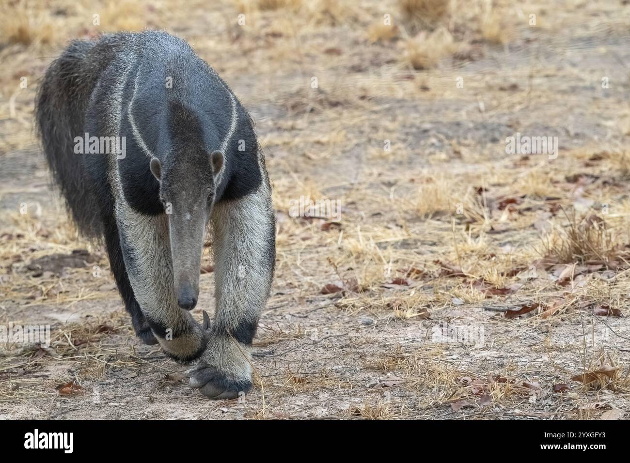 Giant anteater (Myrmecophaga tridactyla), at dusk, in front of sunrise ...
