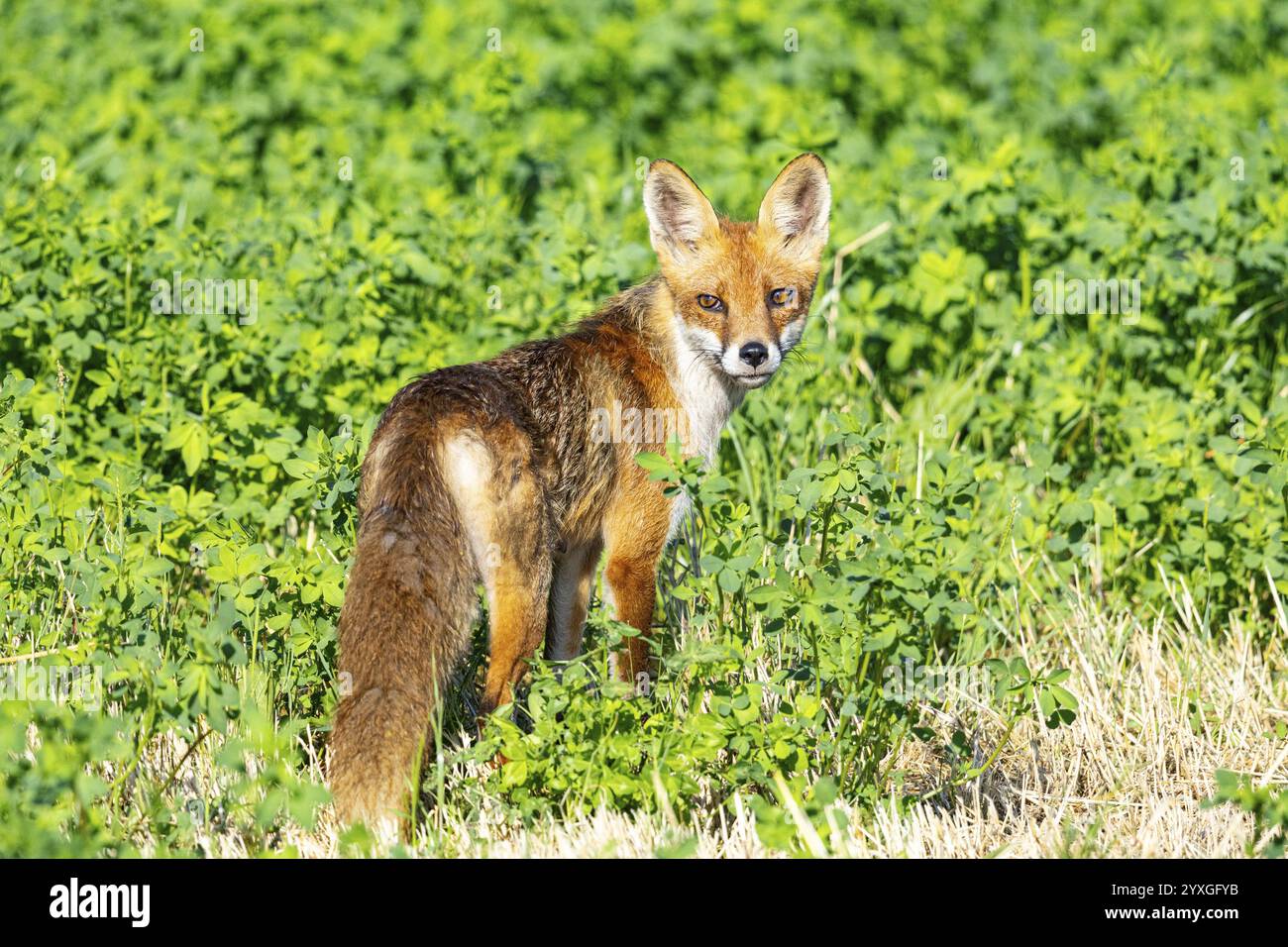 Red fox hunting mice hi-res stock photography and images - Alamy