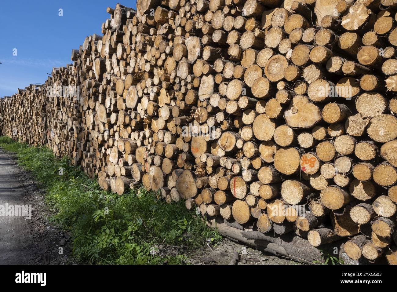 Stack of sawn spruce wood Stock Photo - Alamy