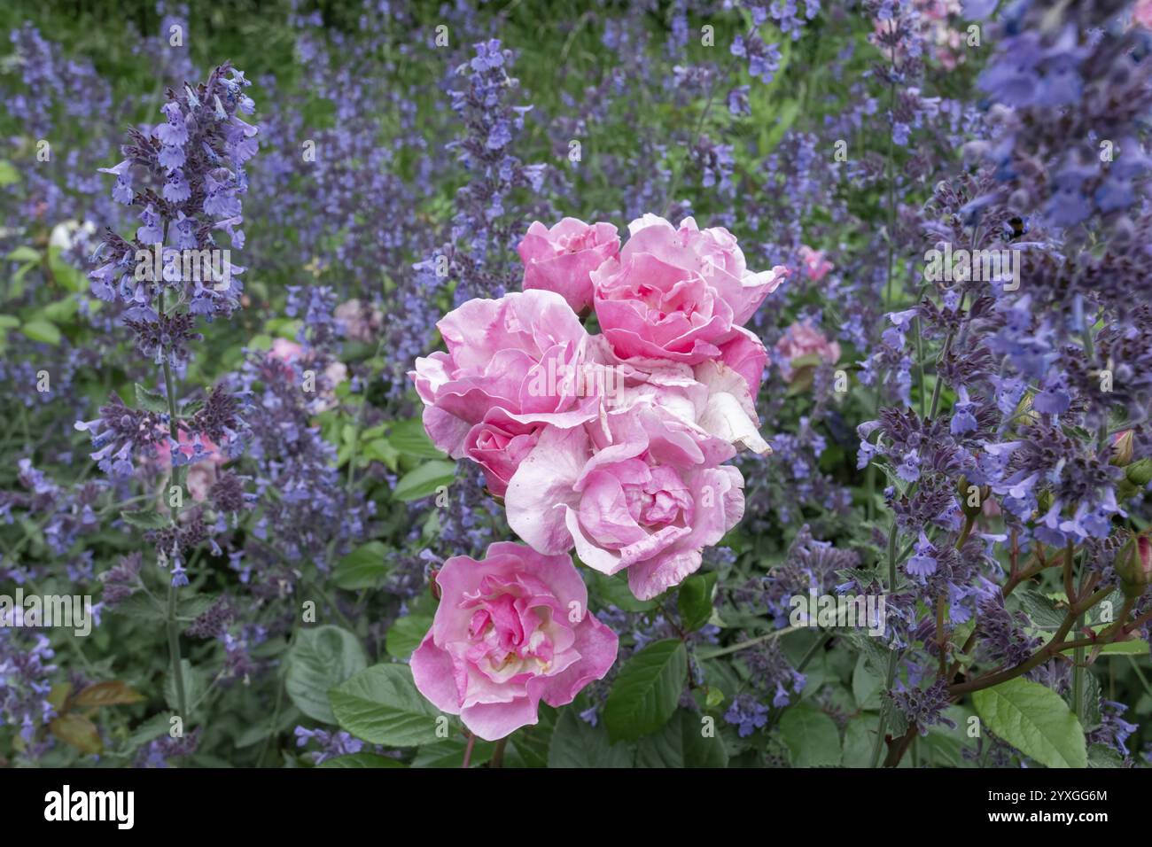 Pink roses and purple catmint flowers growing together in a garden ...