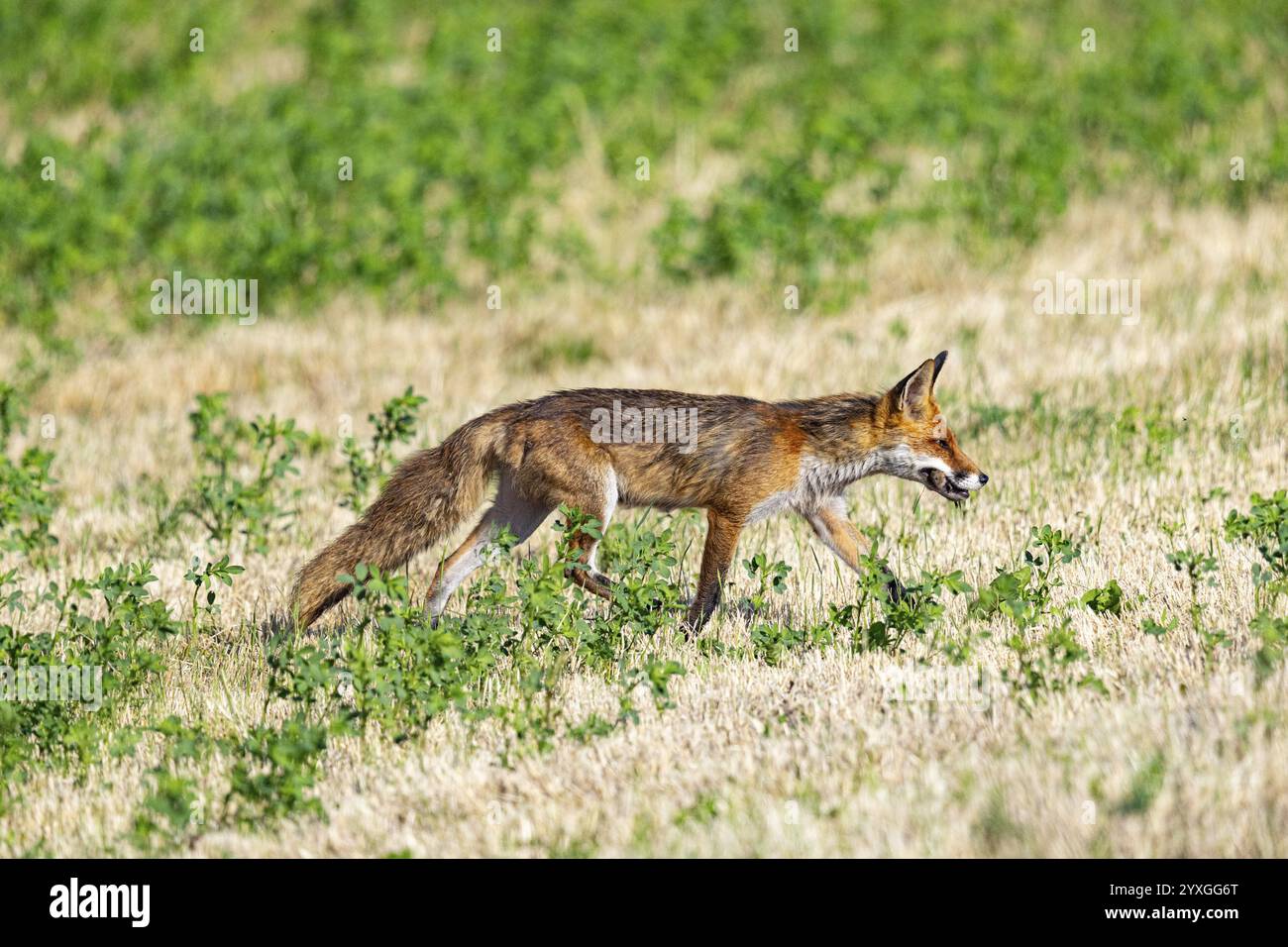 Fox (Vulpes vulpes) fawn hunting mice Germany Stock Photo - Alamy