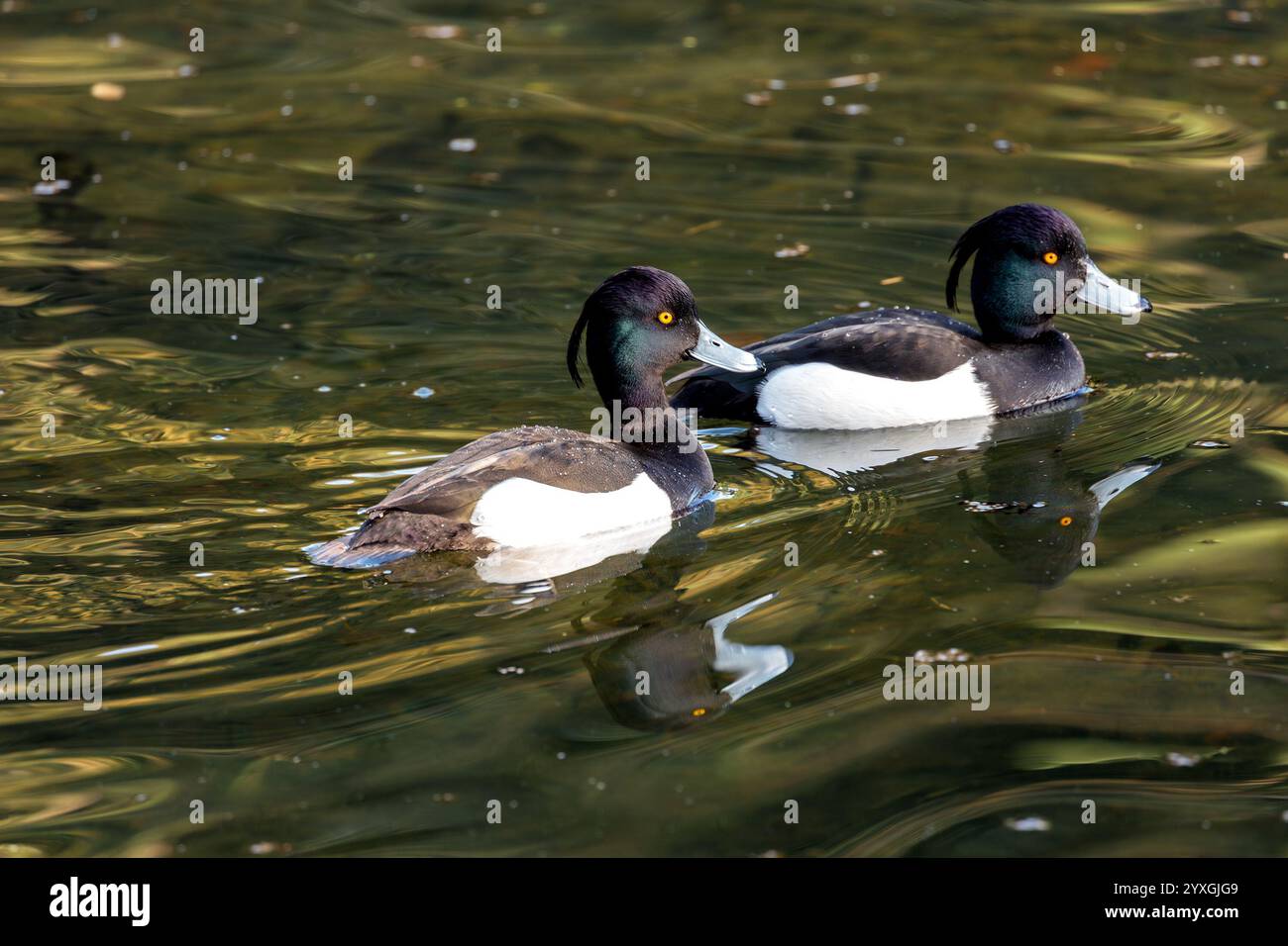 Irish birding spots hi-res stock photography and images - Alamy