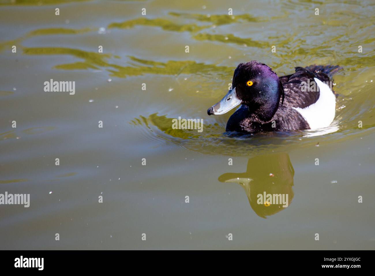 The tufted duck eats aquatic plants and invertebrates. Photographed at ...