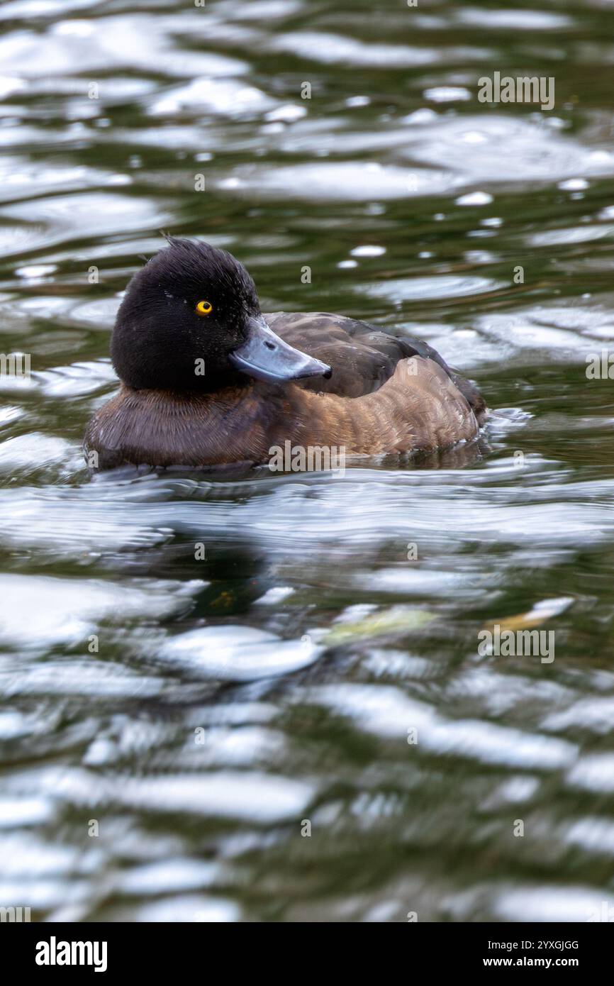 The tufted duck eats aquatic plants and invertebrates. Photographed at ...