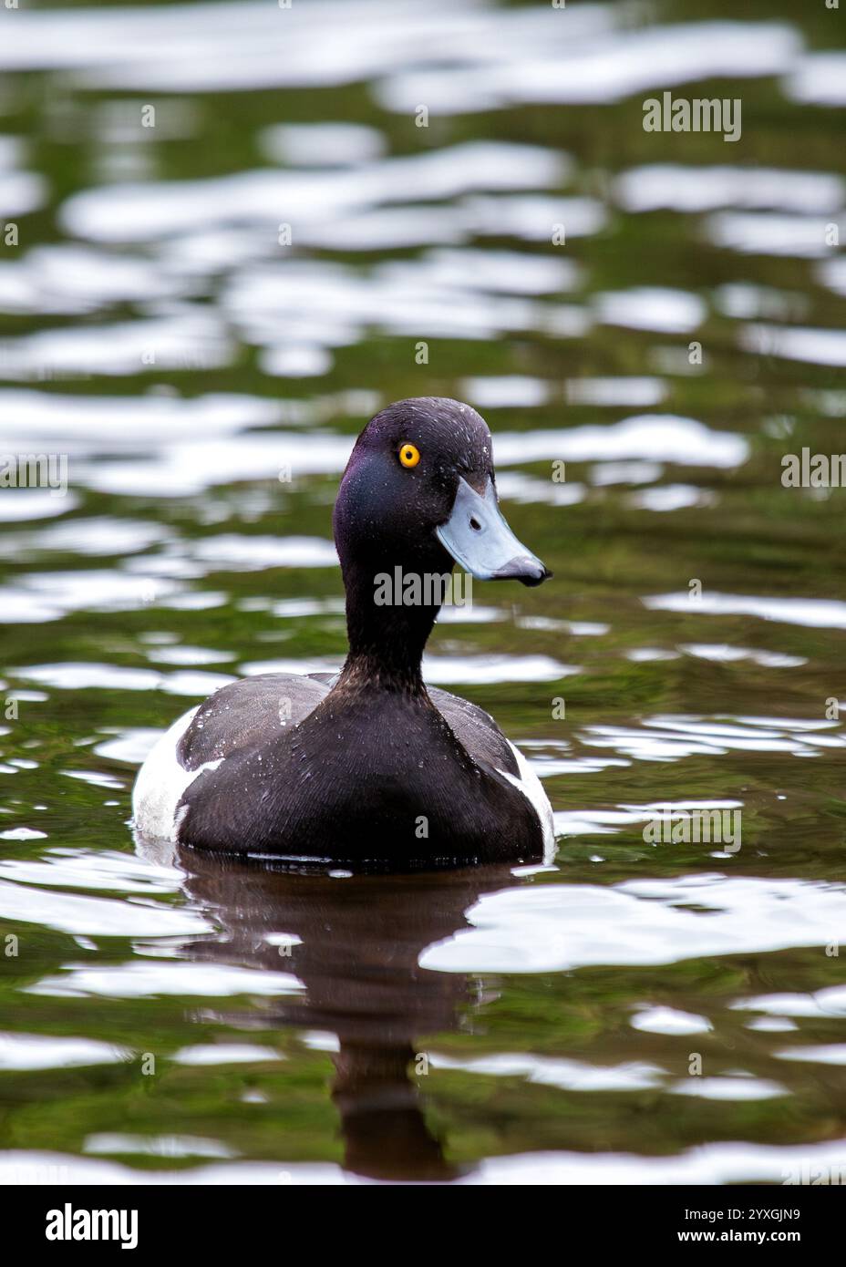 The tufted duck eats aquatic plants and invertebrates. Photographed at ...