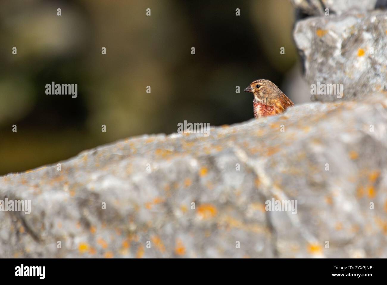 The male Linnet eats seeds and insects. This photo was taken at Turvey ...