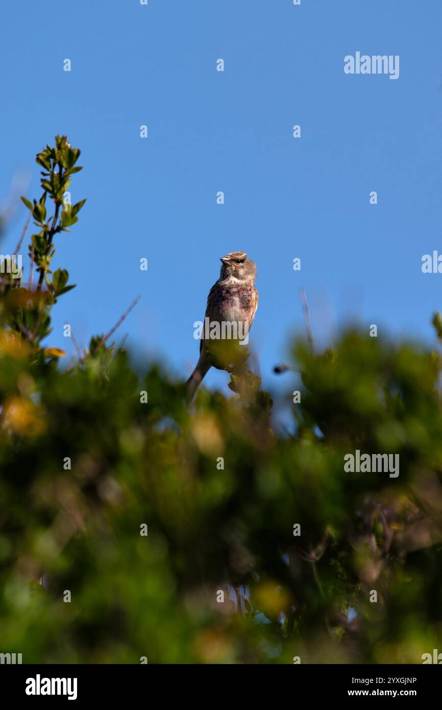 The male Linnet eats seeds and insects. This photo was taken at Turvey ...
