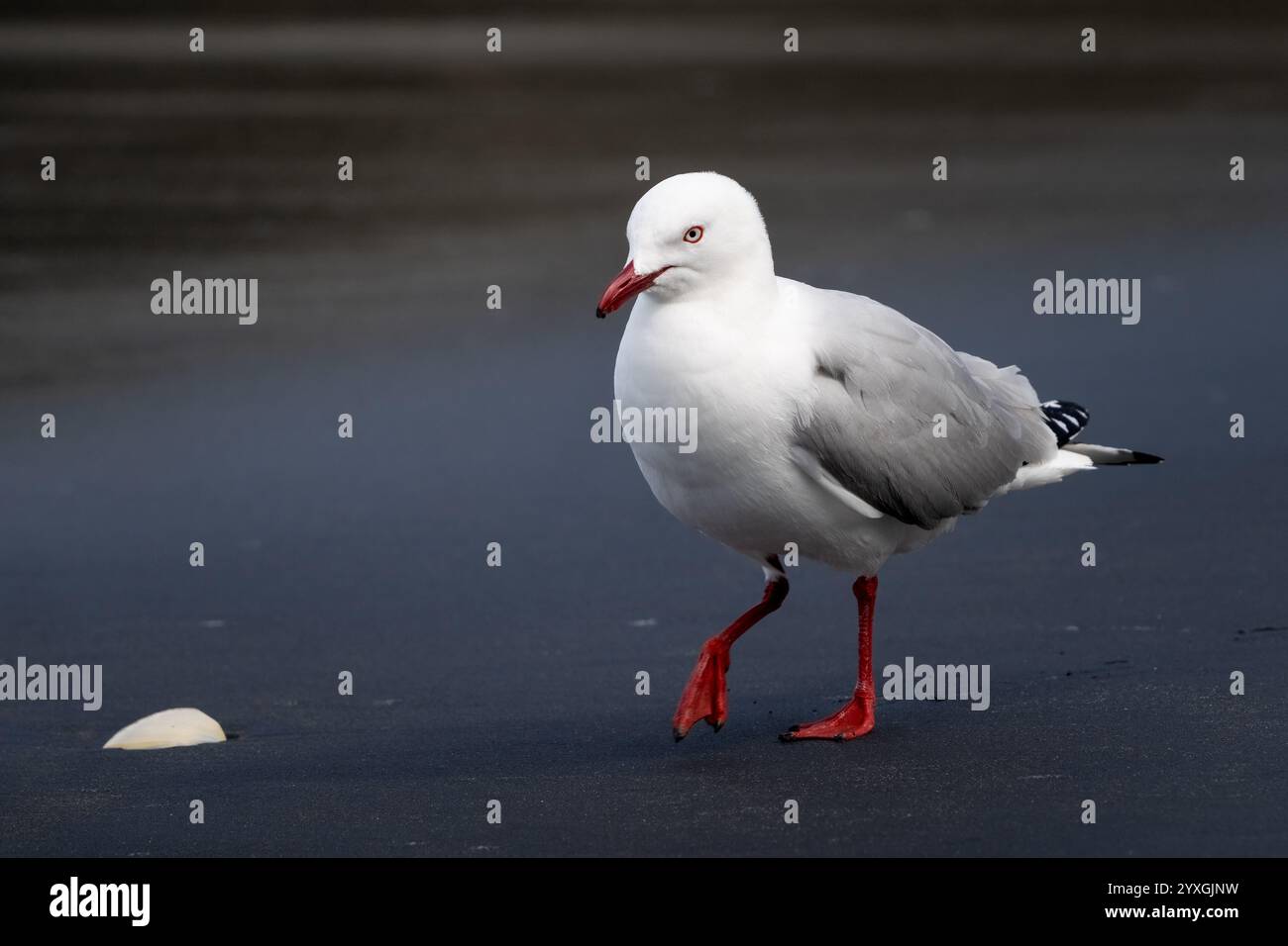 The red-billed gull (Chroicocephalus novaehollandiae scopulinus), also ...