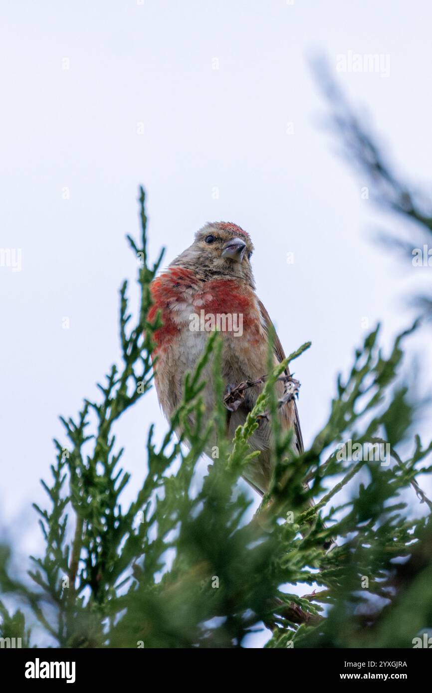 The male Linnet eats seeds and insects. This photo was taken at Turvey ...