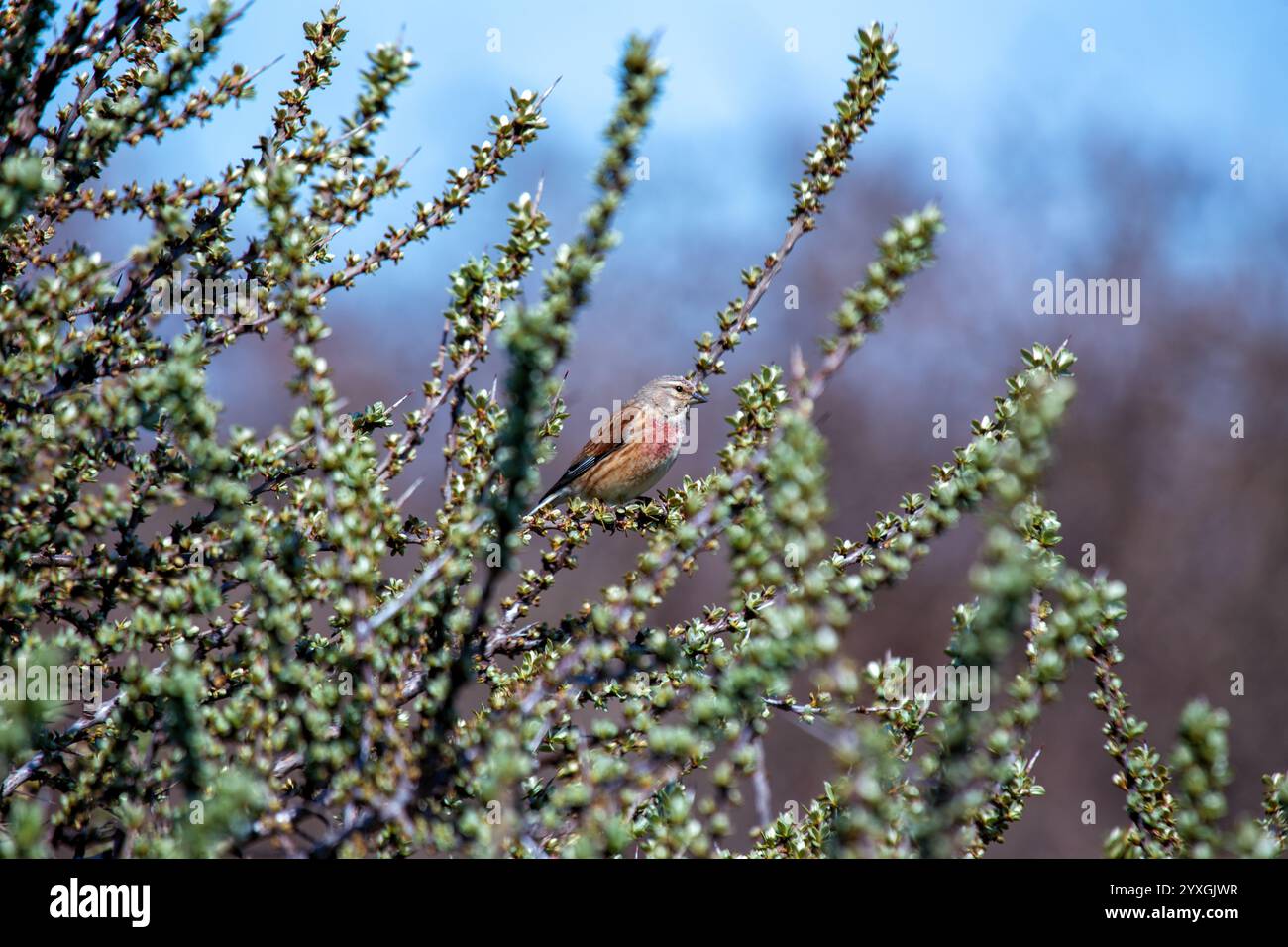 The male Linnet eats seeds and insects. This photo was taken at Turvey ...