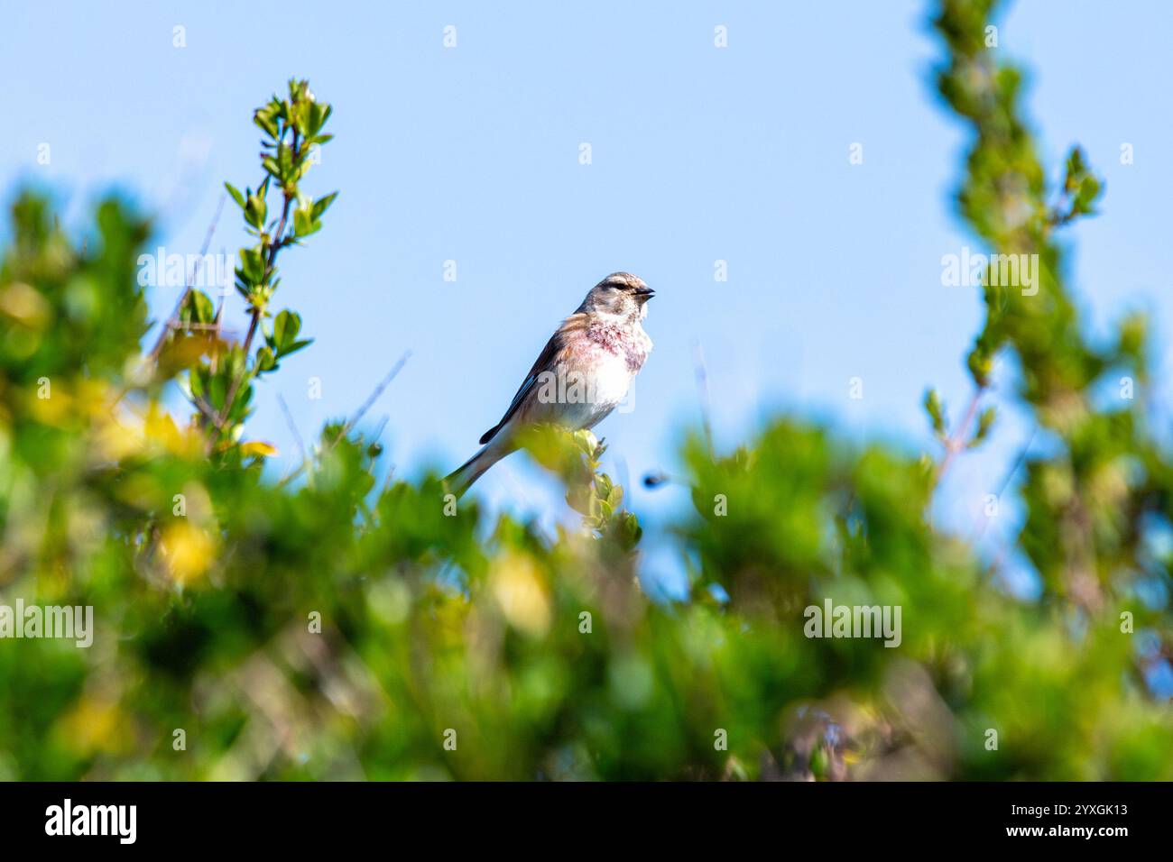 The male Linnet eats seeds and insects. This photo was taken at Turvey ...