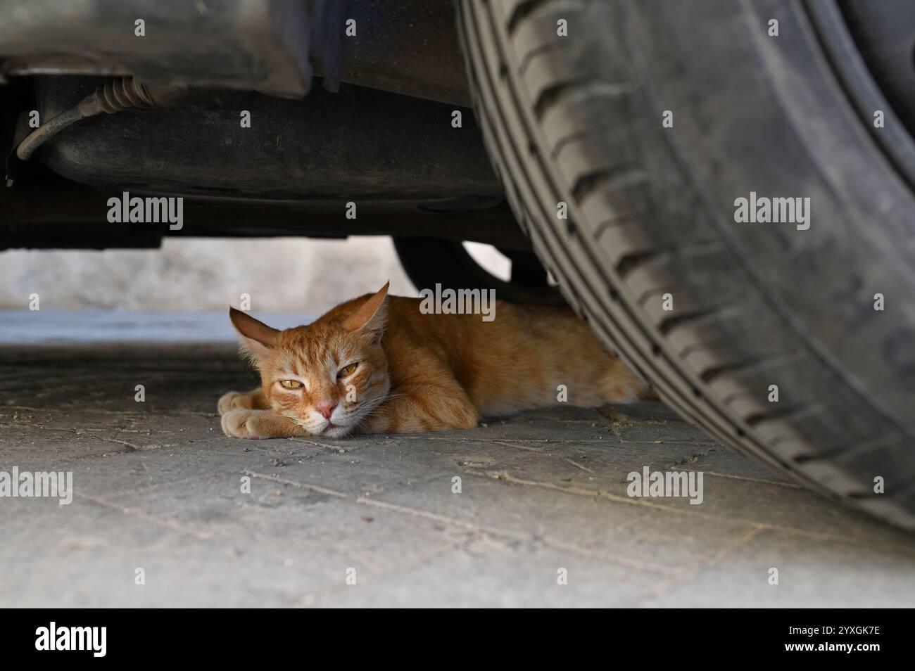 Stray Ginger Cat Resting Under a Car. A ginger cat lies under a parked ...
