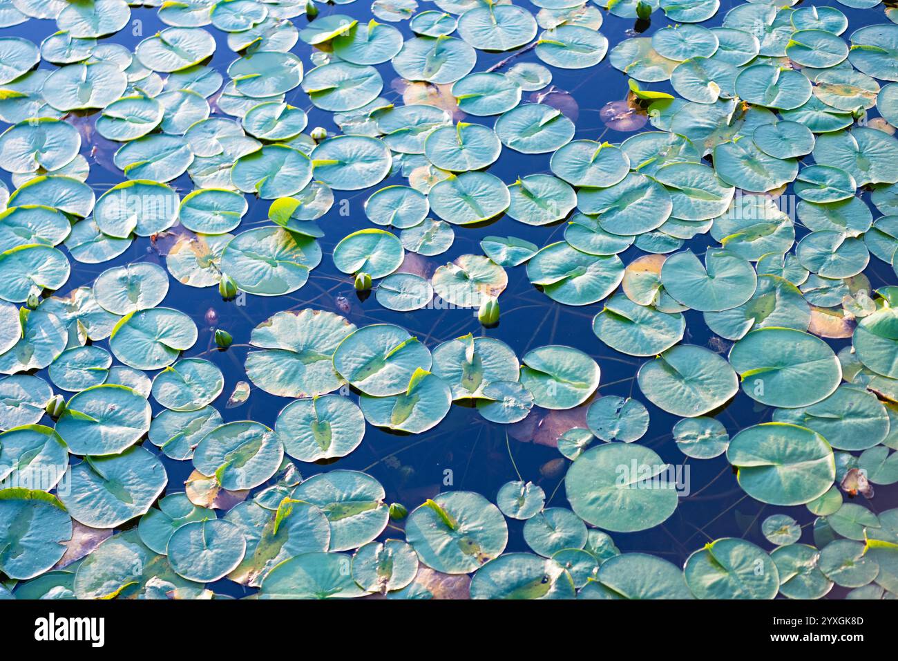 Background of lily pad in pond. Water lily leaves in pond water. Lily ...